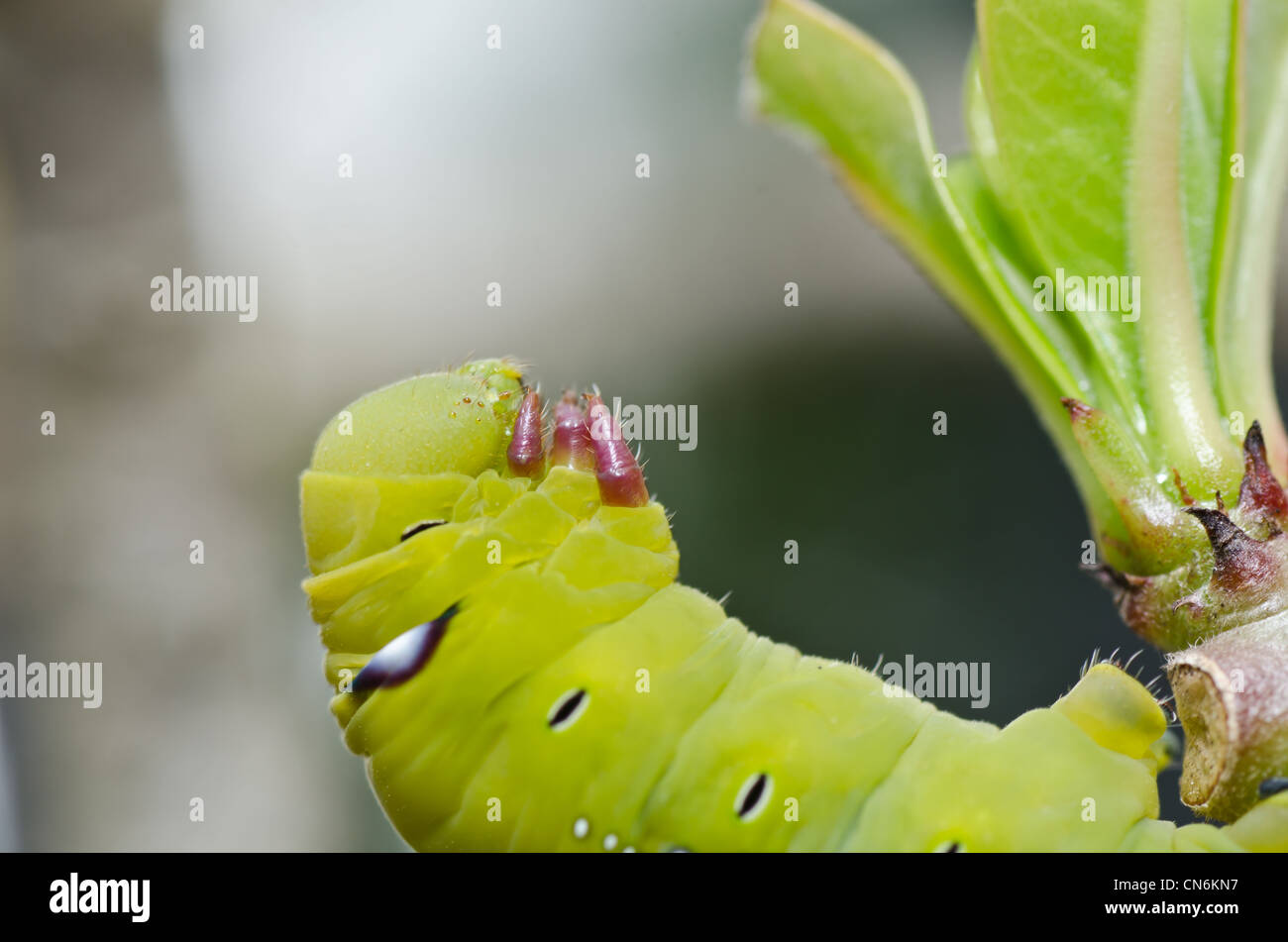 worm in green nature or in the garden Stock Photo - Alamy