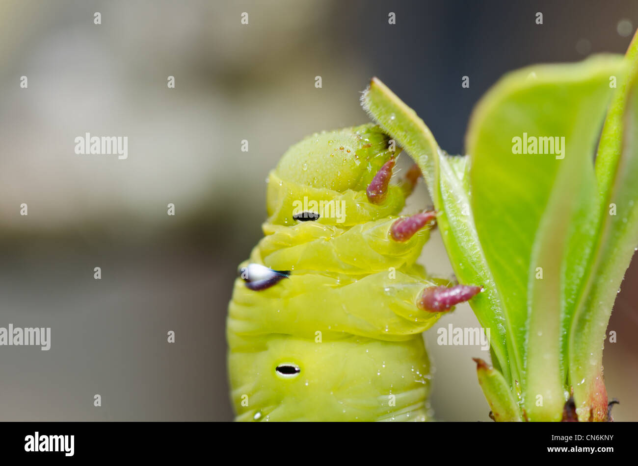 worm in green nature or in the garden Stock Photo - Alamy