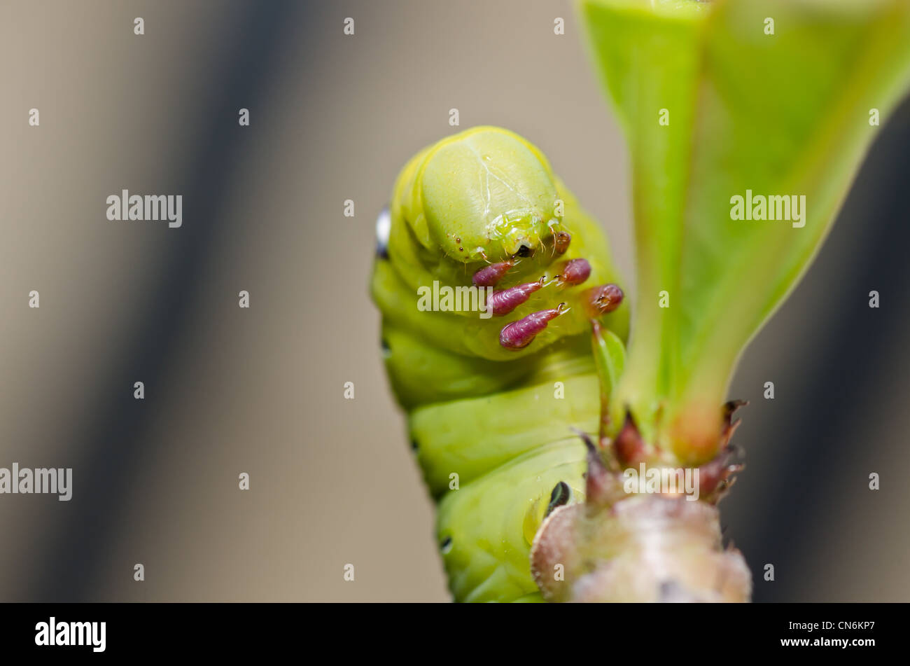worm in green nature or in the garden Stock Photo - Alamy