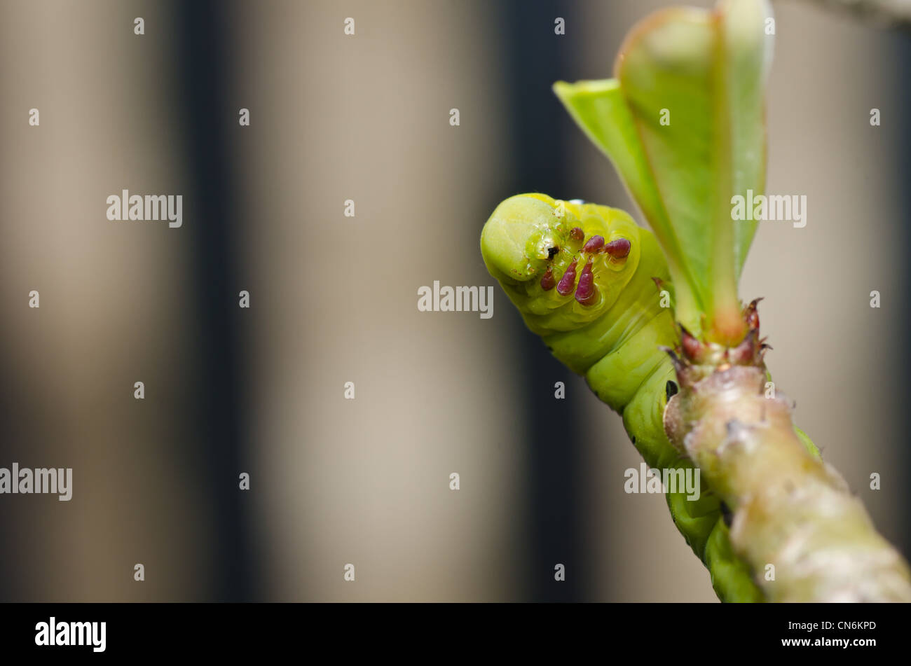 worm in green nature or in the garden Stock Photo - Alamy