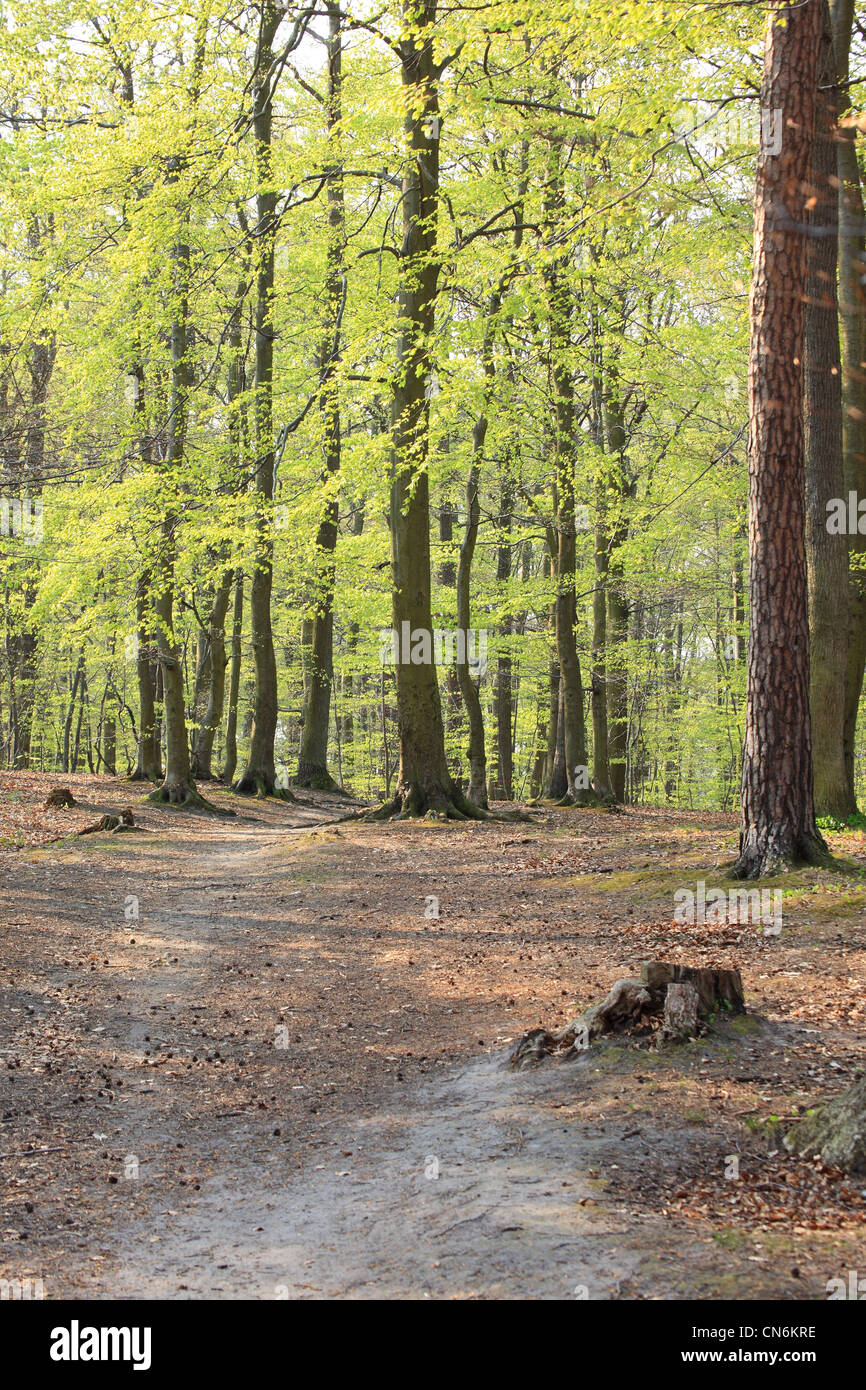 Nature outdoor - Forest in the springtime Stock Photo - Alamy