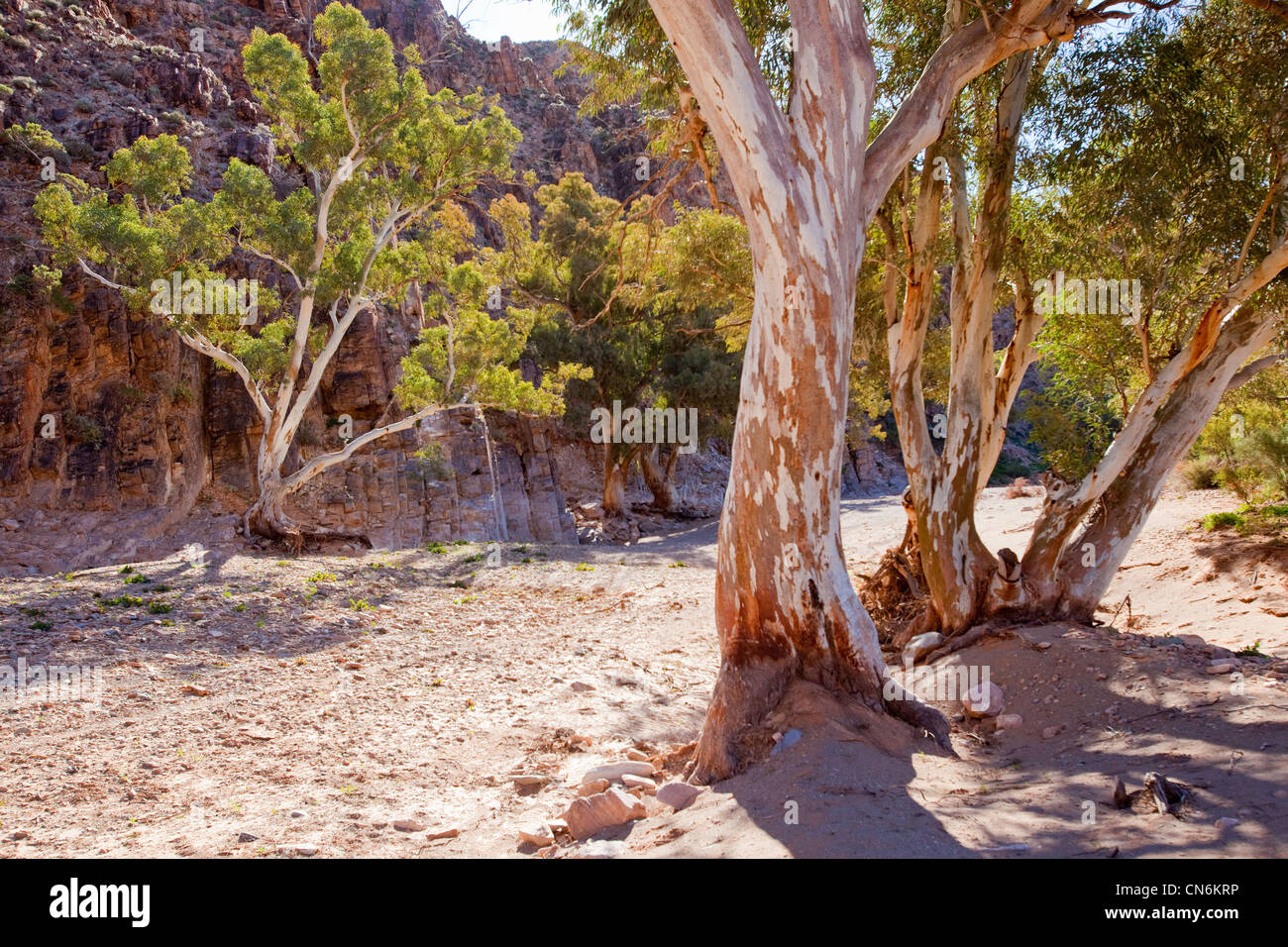 Gum trees in a creek. Flinders Ranges South Australia Stock Photo - Alamy