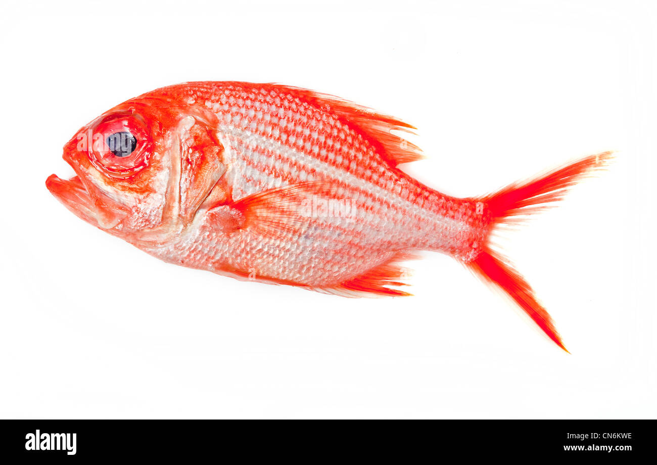 Australian snapper Cut Out Stock Images & Pictures - Alamy