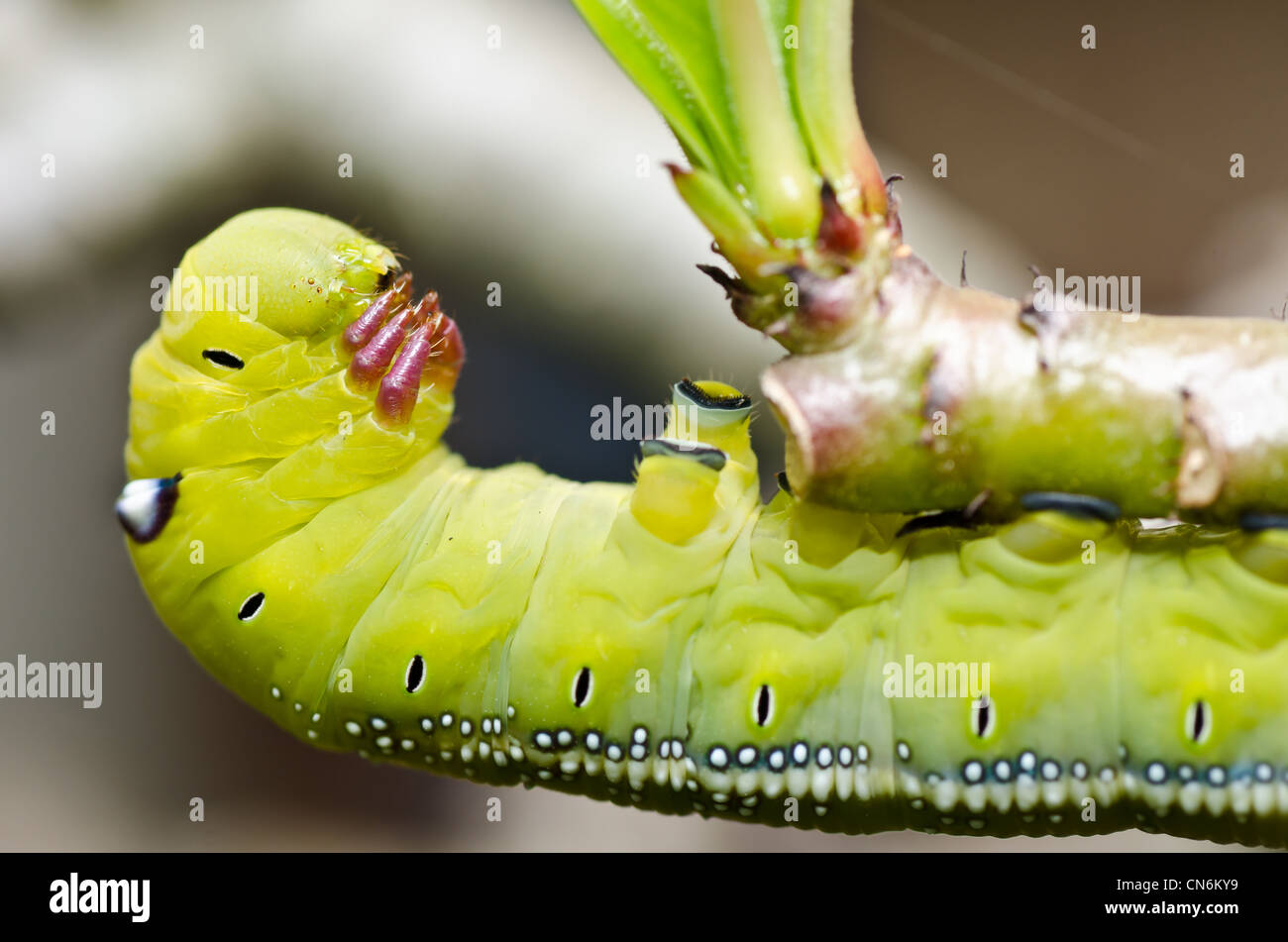 worm in green nature or in the garden Stock Photo - Alamy