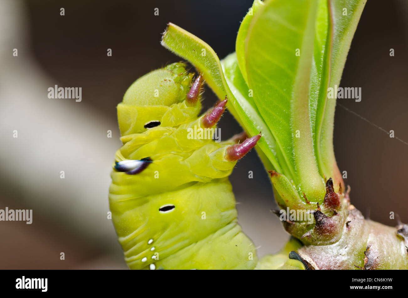 worm in green nature or in the garden Stock Photo - Alamy