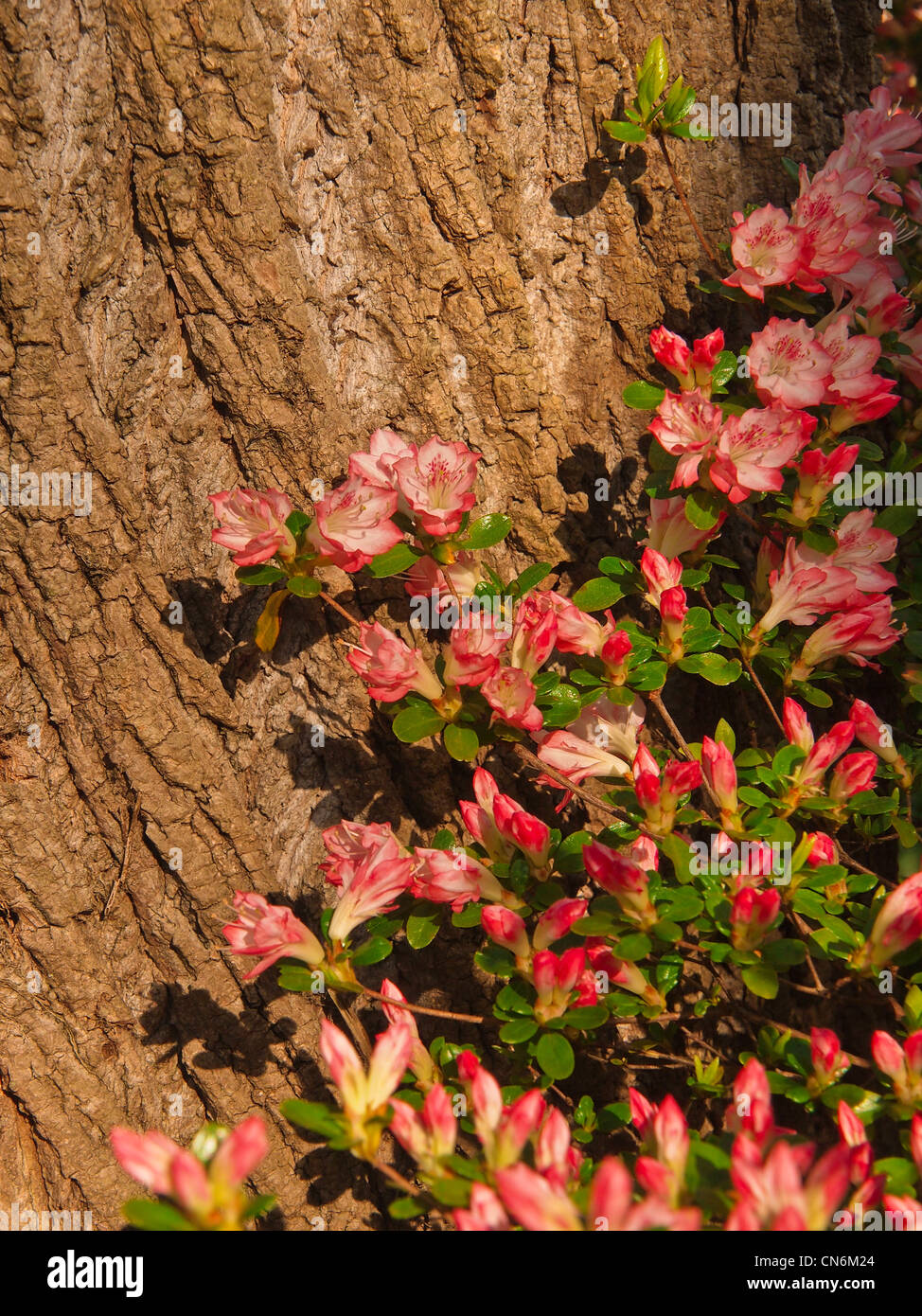Azaleas against tree bark Stock Photo - Alamy
