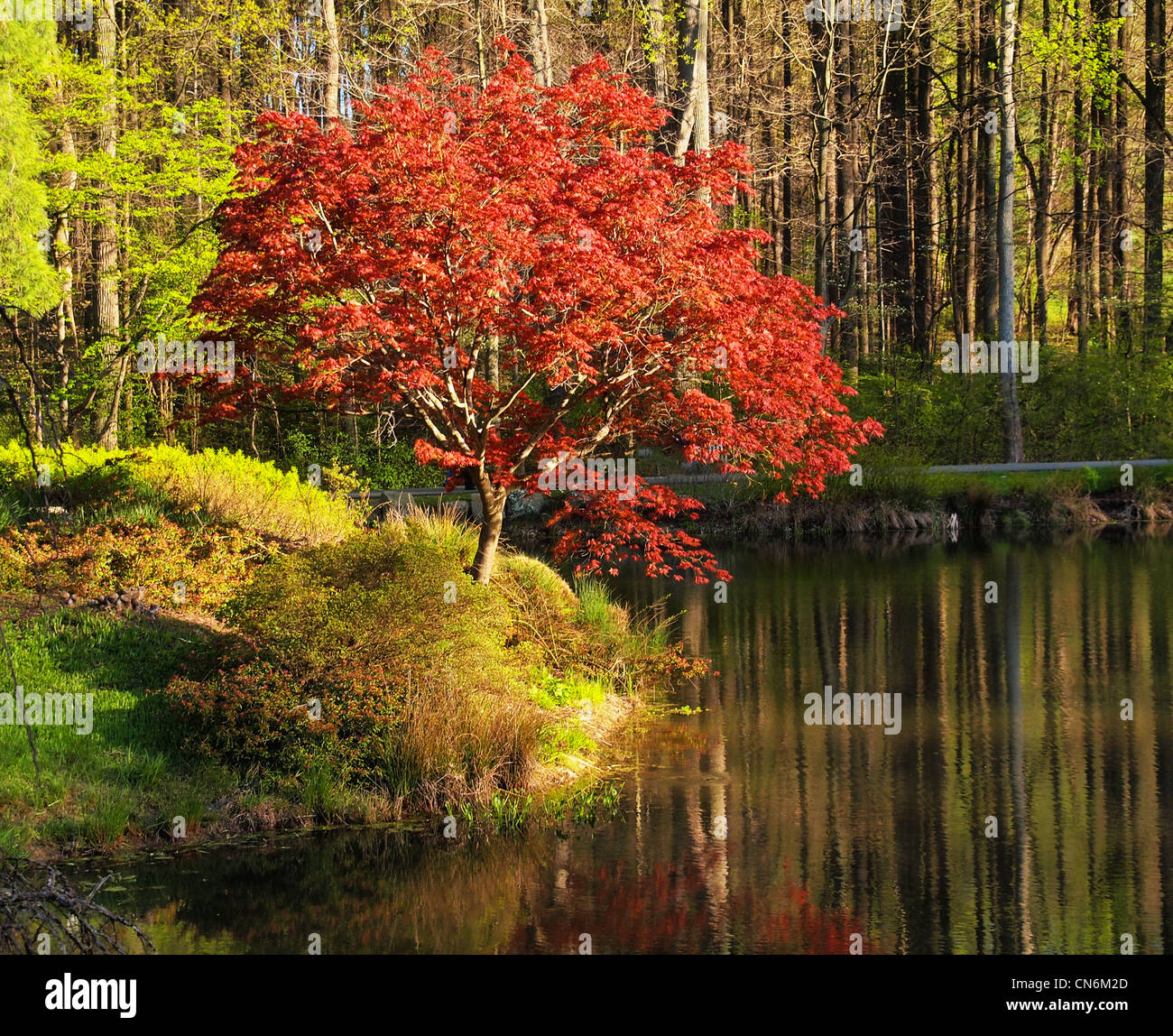 Bright green japanese maple trees hi-res stock photography and images ...