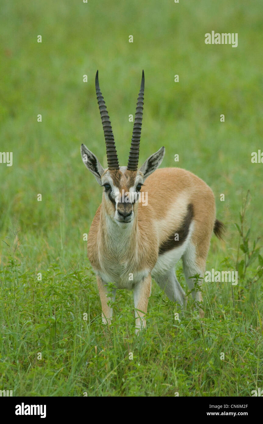 Thomson's gazelle buck in plains Stock Photo - Alamy