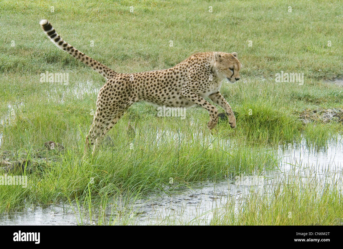 Cheetah jumping over water Stock Photo - Alamy