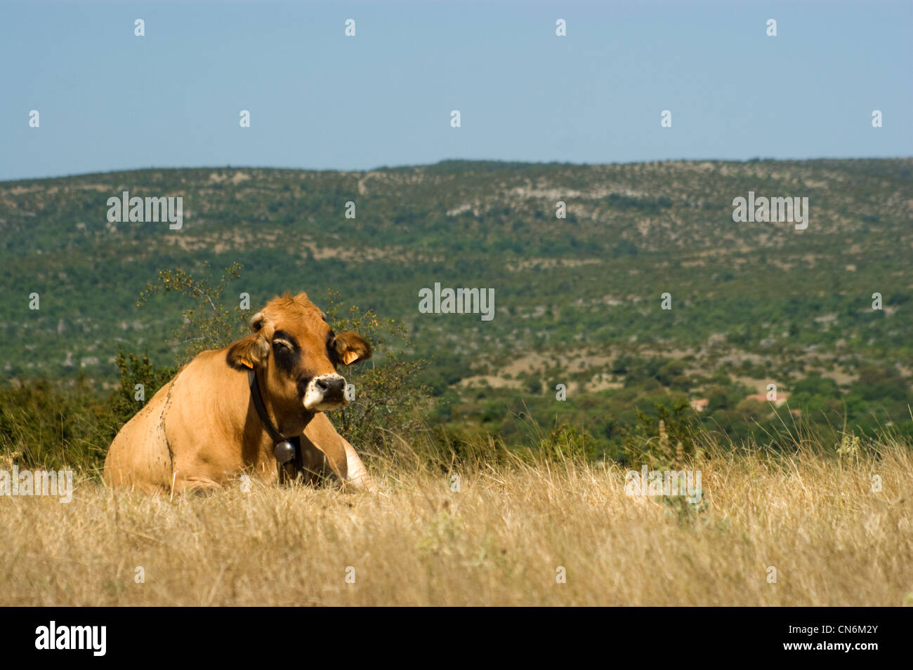 Cow on the pasture, nature outdoor Stock Photo - Alamy