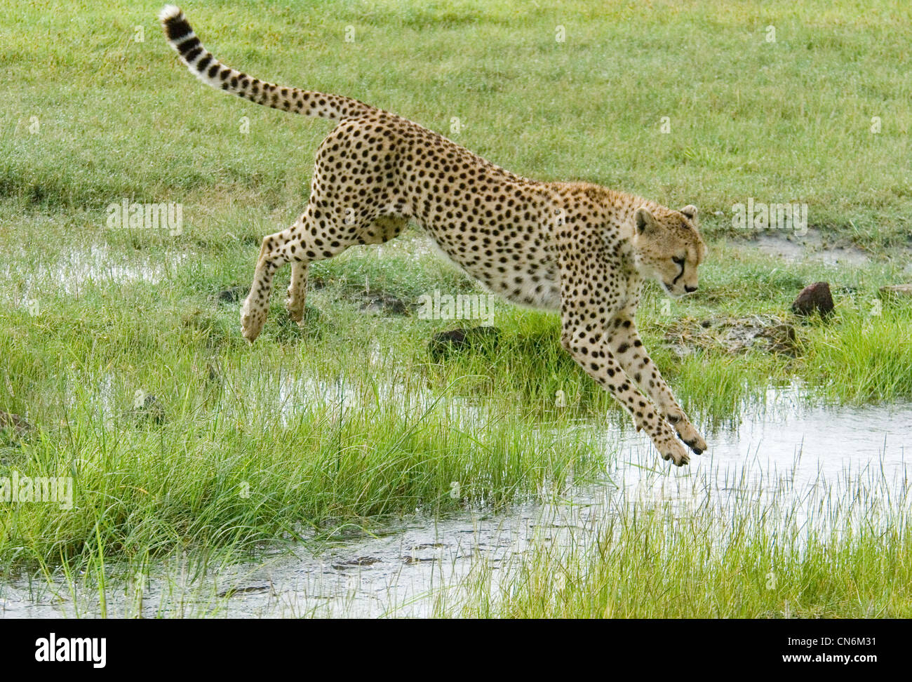 Cheetah jumping over water Stock Photo - Alamy