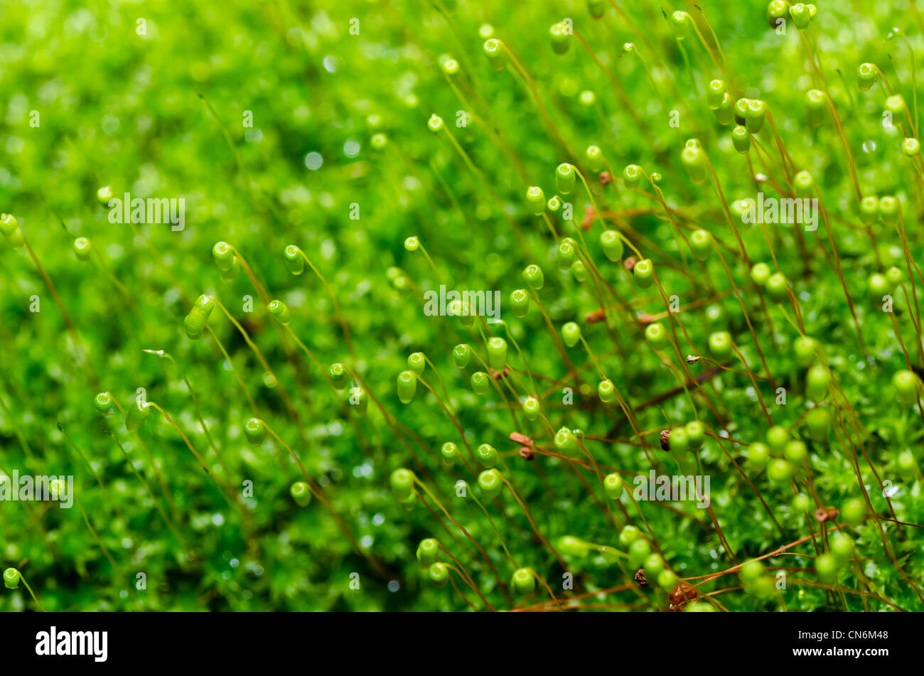 Fresh moss in green nature or in old stone or old wall Stock Photo - Alamy