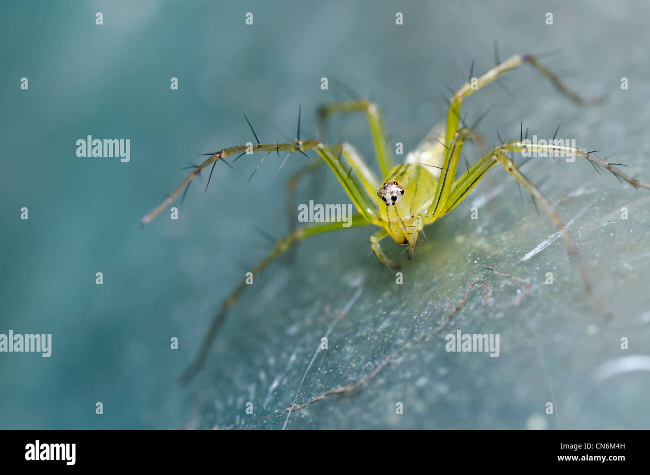 long legs spider in green nature or the garden Stock Photo - Alamy