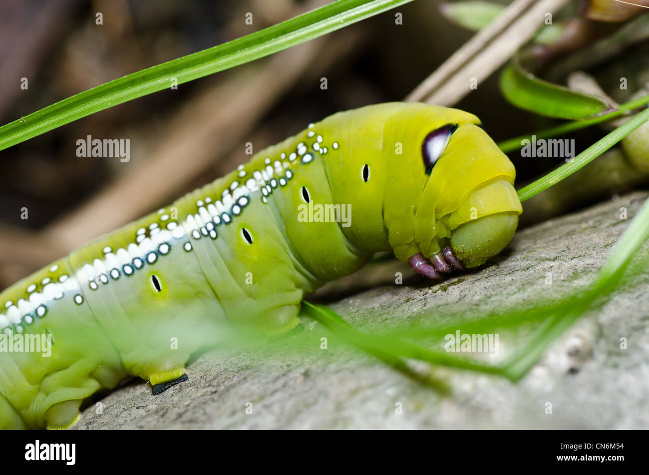 worm in green nature or in the garden Stock Photo - Alamy