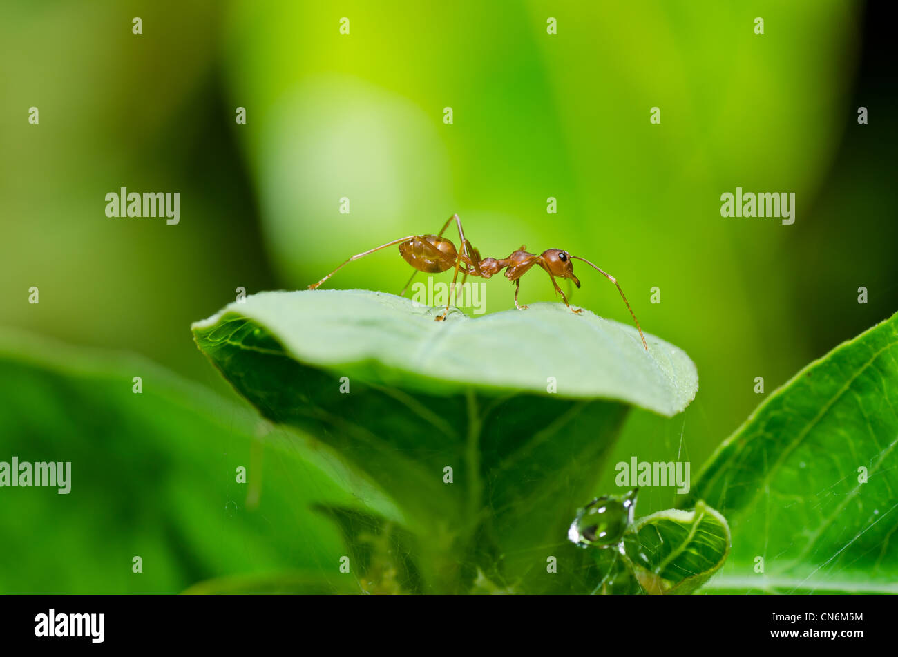 red ant in green nature or in forest Stock Photo - Alamy