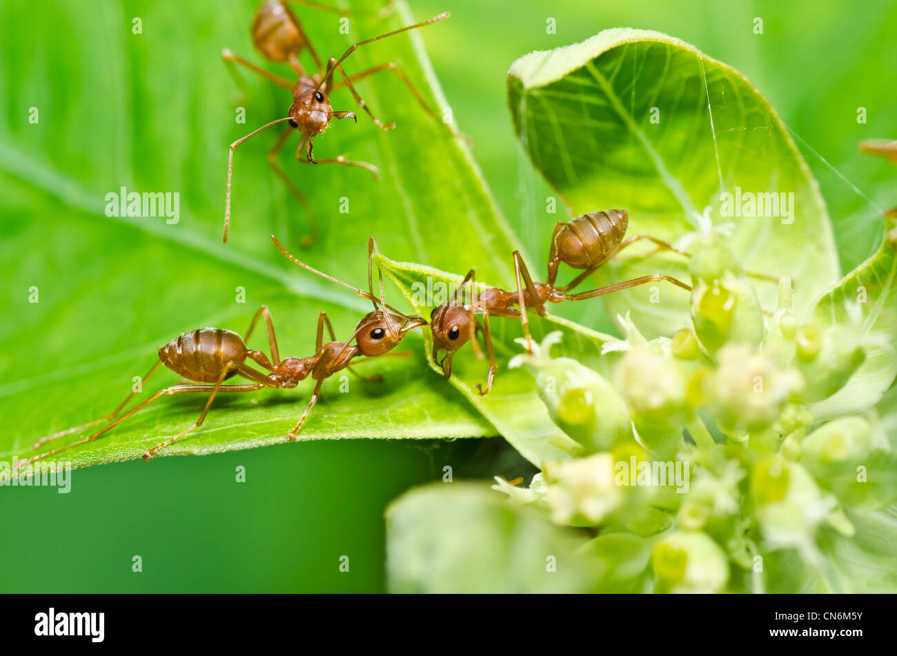 red ant in green nature or in forest Stock Photo - Alamy