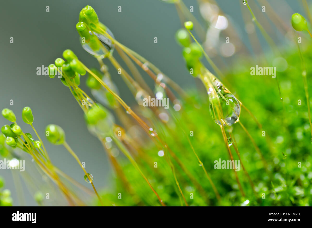 Fresh moss in green nature or in old stone or old wall Stock Photo - Alamy