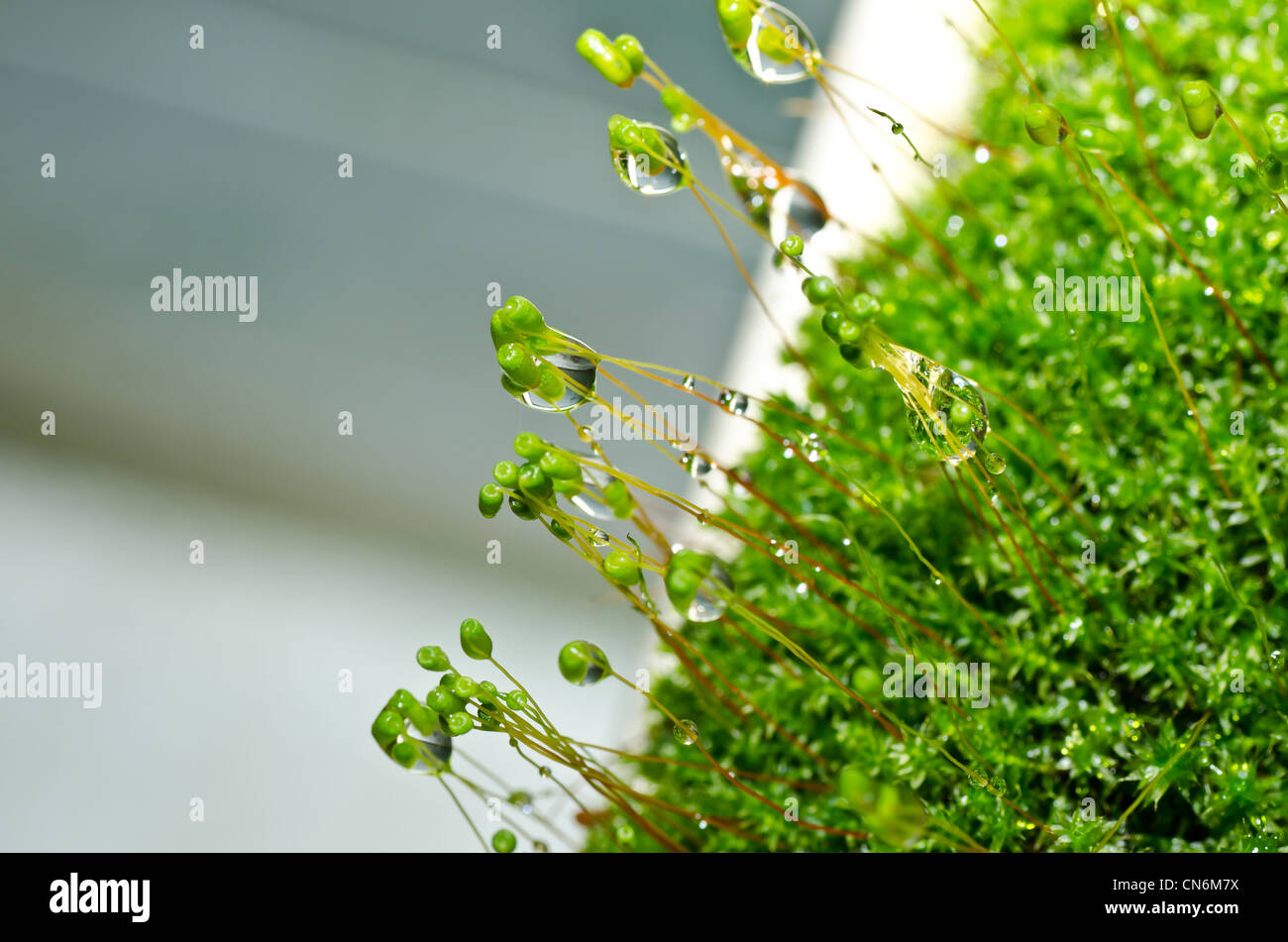 Fresh moss in green nature or in old stone or old wall Stock Photo - Alamy