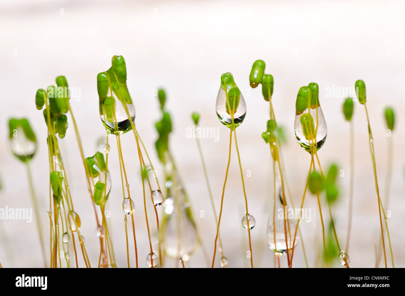 Fresh moss in green nature or in old stone or old wall Stock Photo - Alamy