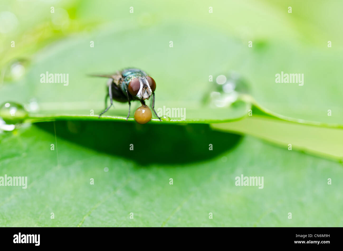 fly in green nature or in the city Stock Photo - Alamy