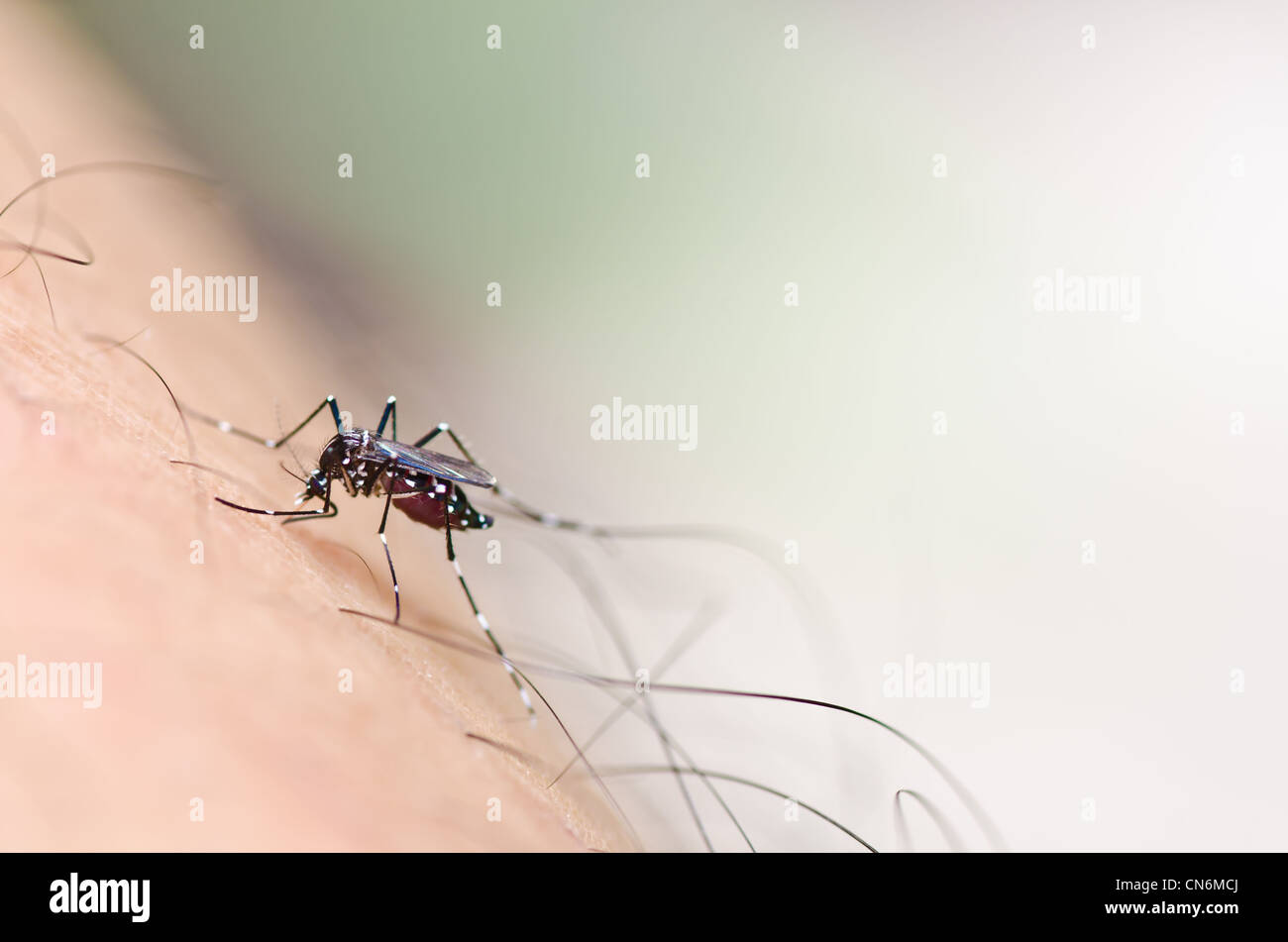 mosquito in nature or in the city Stock Photo - Alamy
