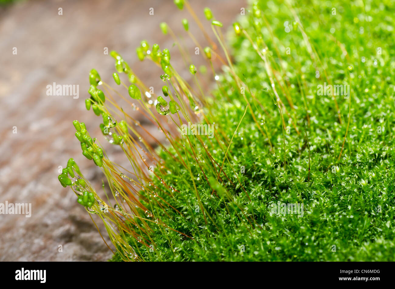 Fresh moss in green nature or in old stone or old wall Stock Photo - Alamy