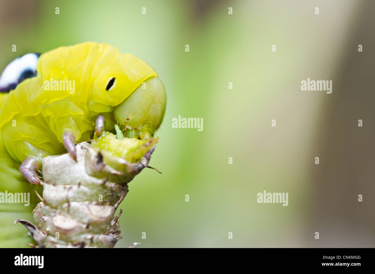 worm in green nature or in the garden Stock Photo - Alamy
