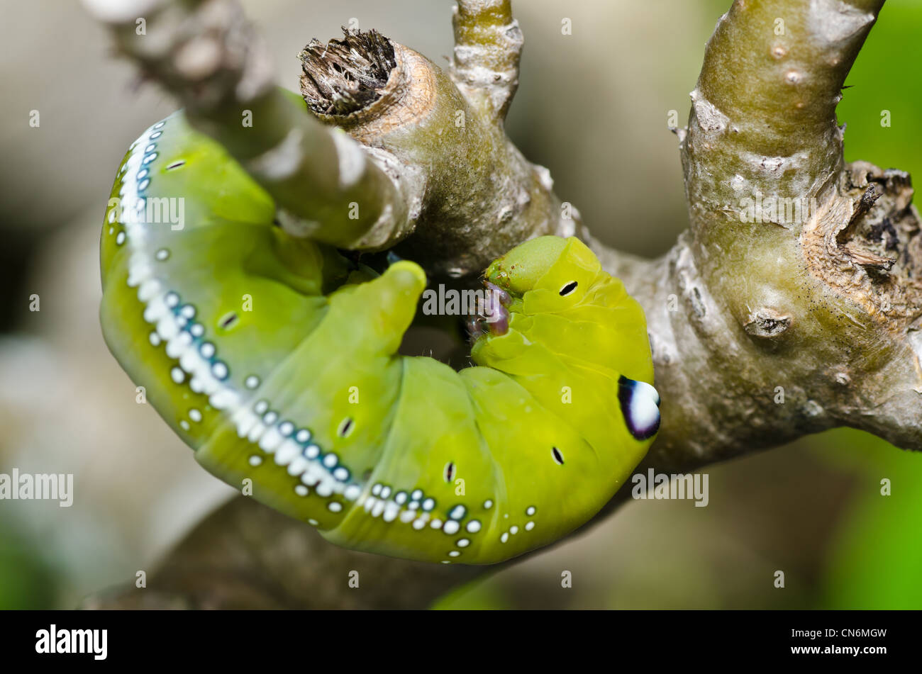 worm in green nature or in the garden Stock Photo - Alamy