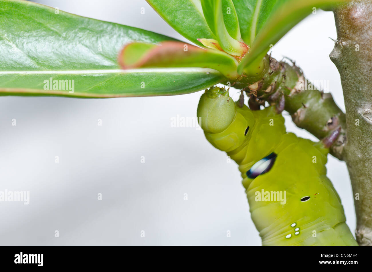 worm in green nature or in the garden Stock Photo - Alamy