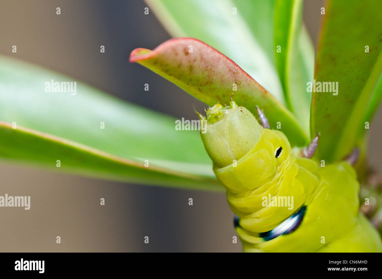 worm in green nature or in the garden Stock Photo - Alamy