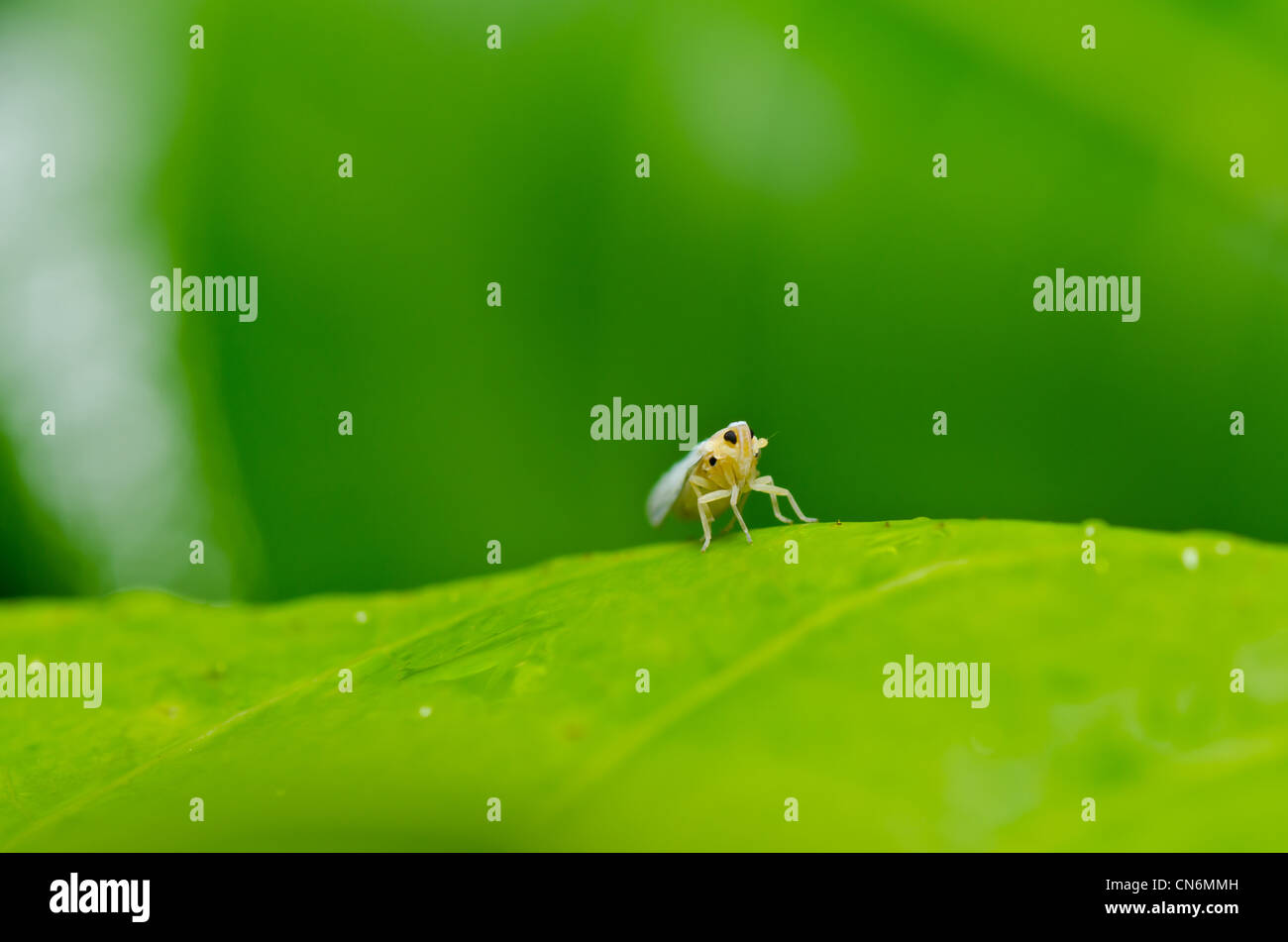 Aphid insect in green nature or in the garden Stock Photo - Alamy