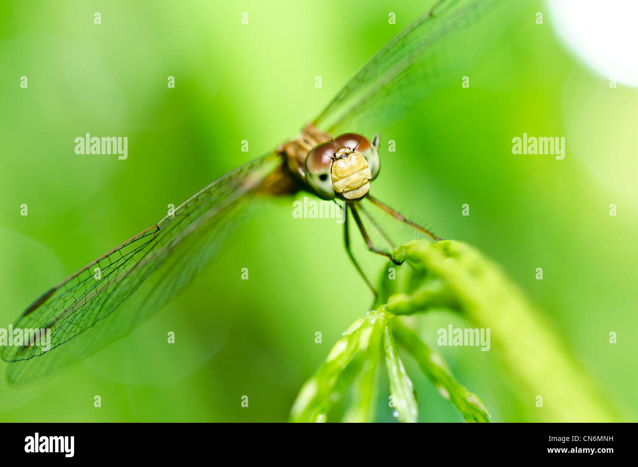 Dragonfly In Nature High Resolution Stock Photography and Images - Alamy