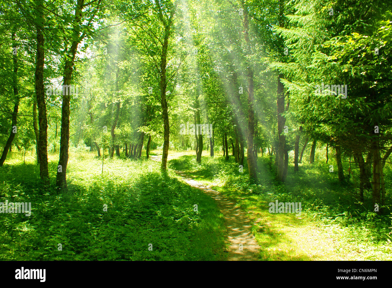 Sunlight in the woods Stock Photo - Alamy