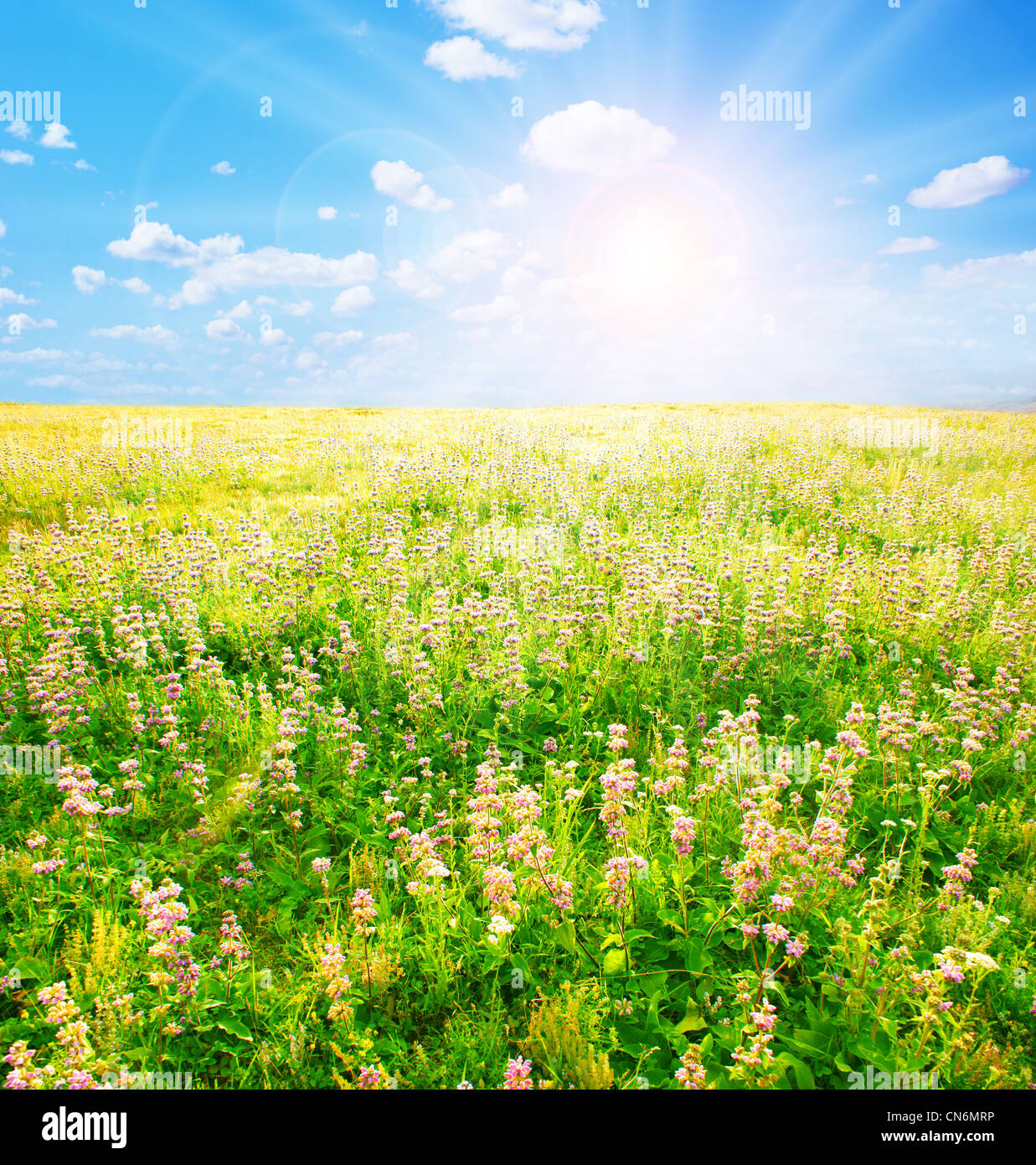 Sunshine in garden sunshine on flowers hi-res stock photography and ...