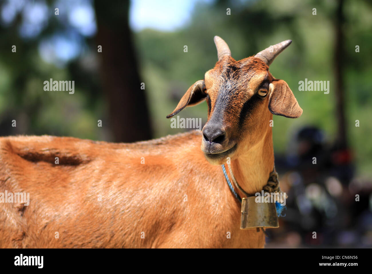Goat backgrounds hi-res stock photography and images - Alamy