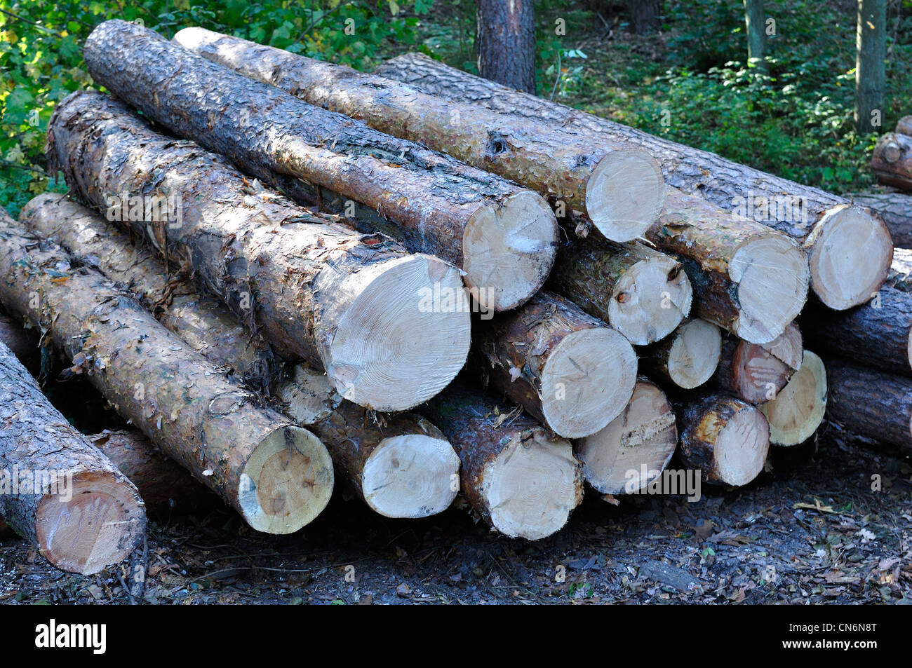 Felling of trees hi-res stock photography and images - Alamy