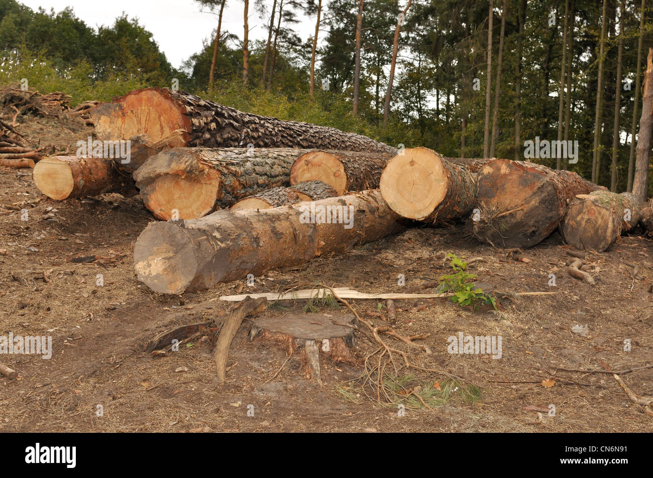 Felling of trees in forest, wooden logs Stock Photo - Alamy