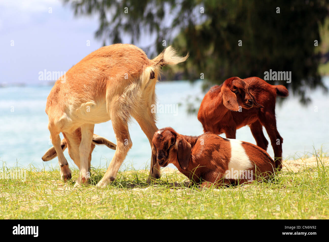 Goat farming scene hi-res stock photography and images - Alamy