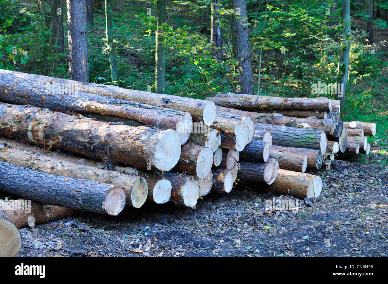 Felling of trees in forest, wooden logs Stock Photo - Alamy