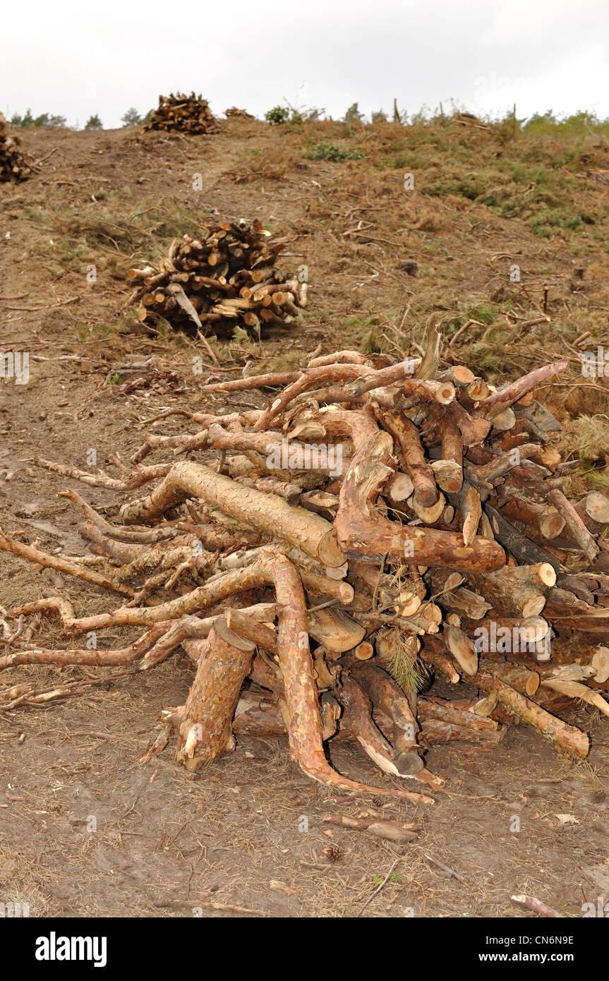 Piles of trees hi-res stock photography and images - Alamy