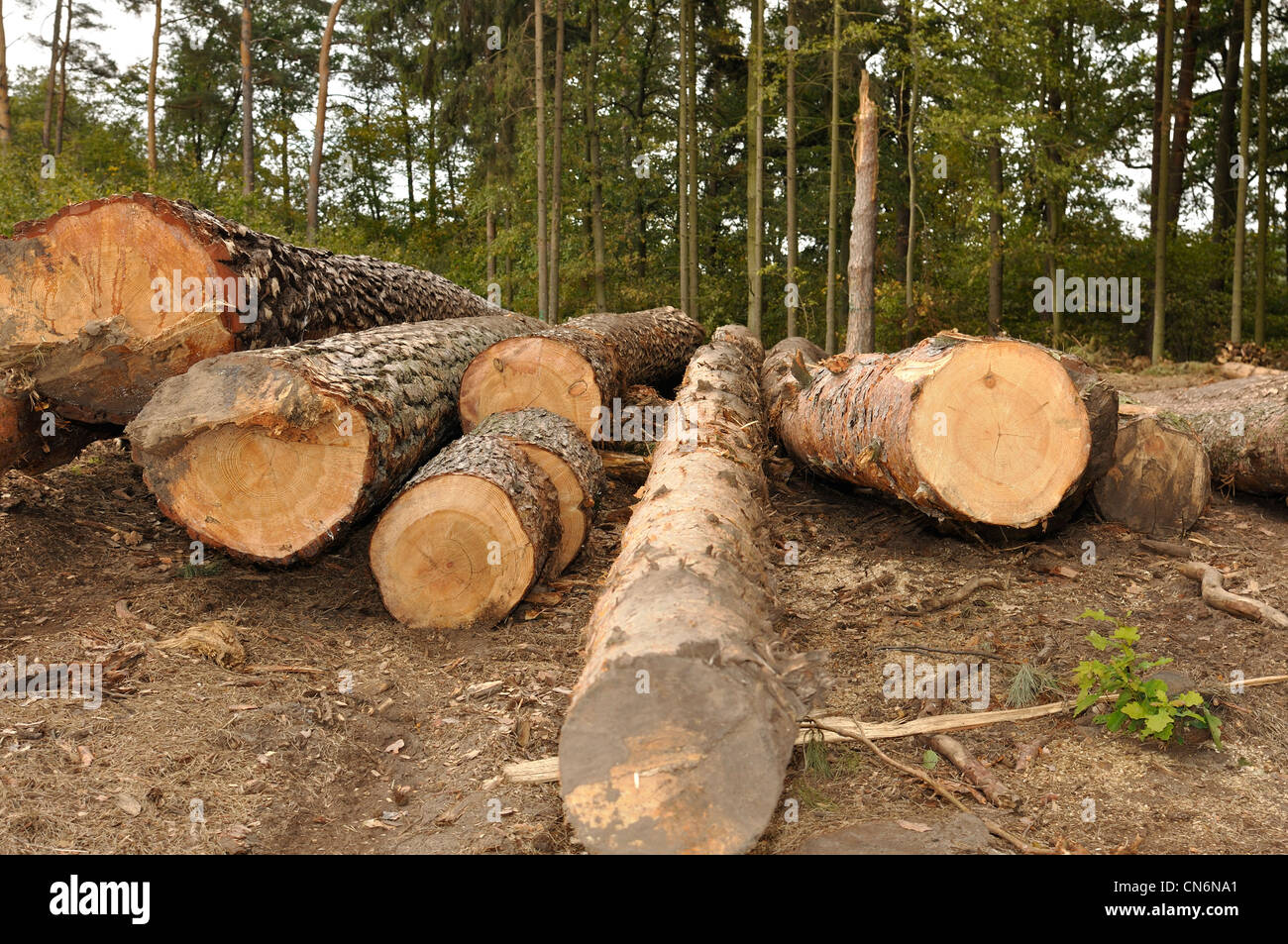 Felling of trees in forest, wooden logs Stock Photo - Alamy