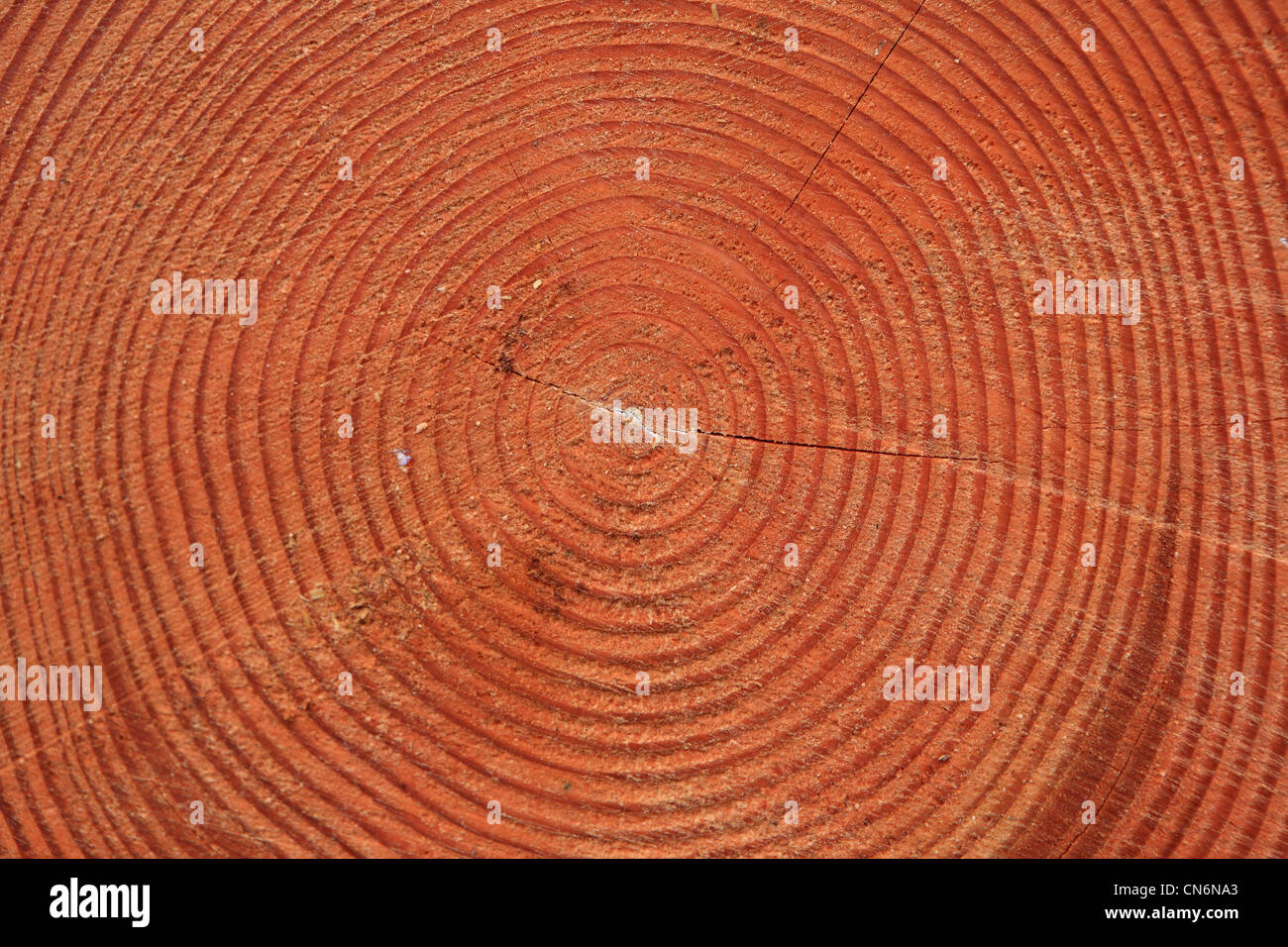 Tree rings on a recently felled Douglas Fir tree in Scotland Stock ...