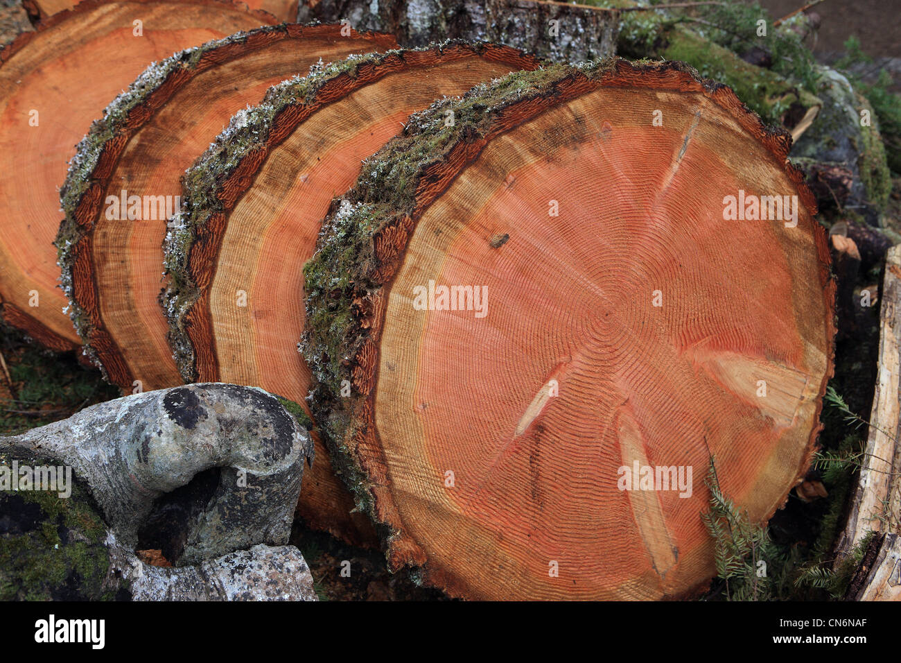 Douglas Fir tree felled following storms in Scotland Stock Photo - Alamy