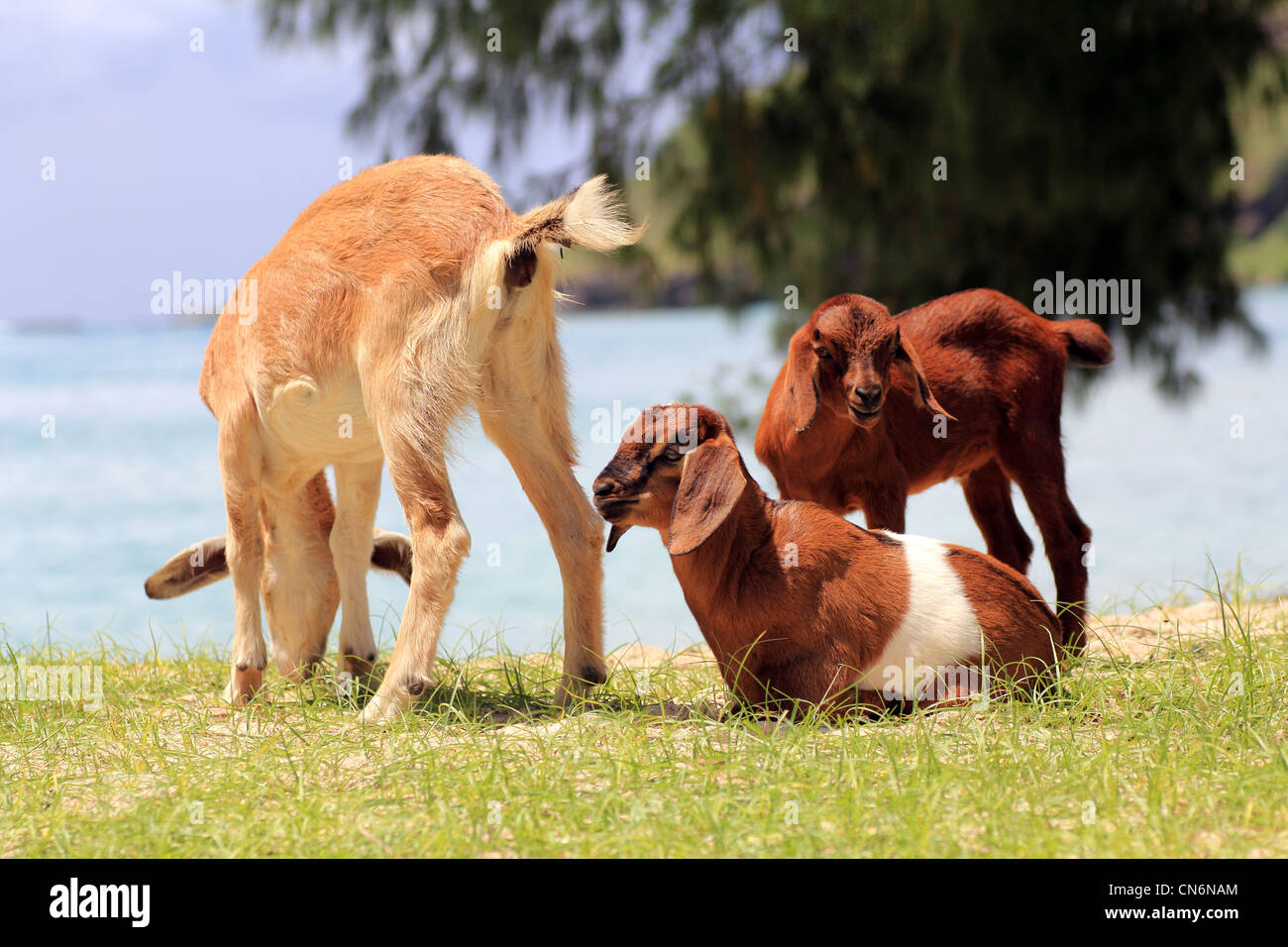 domestic goats outdoor Stock Photo - Alamy