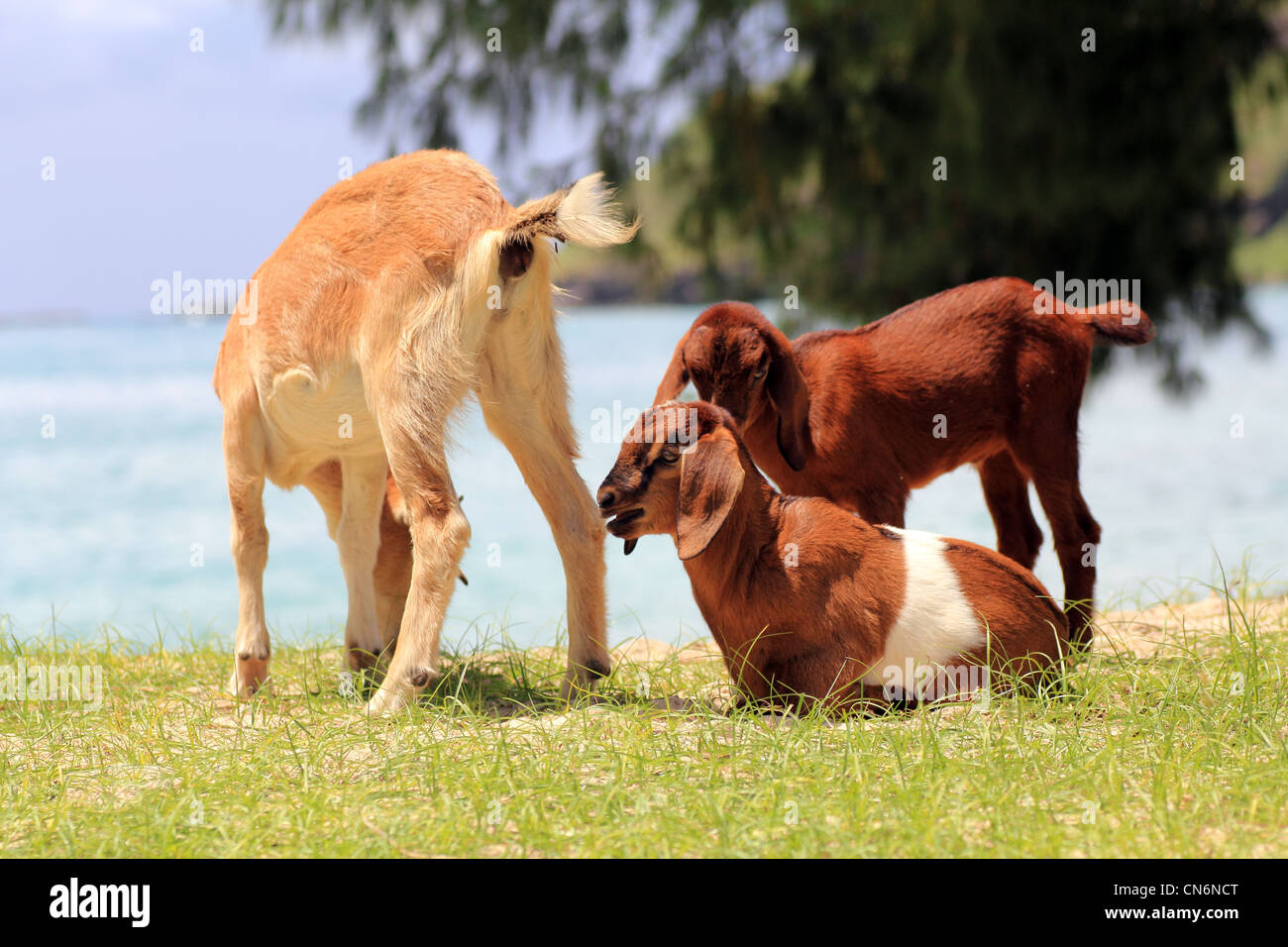 Goat farming scene hi-res stock photography and images - Alamy