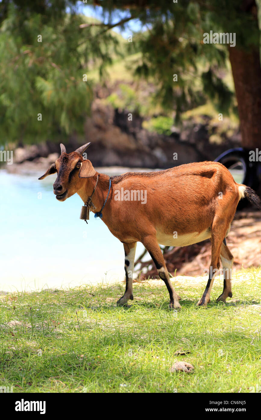 Goat backgrounds hi-res stock photography and images - Alamy
