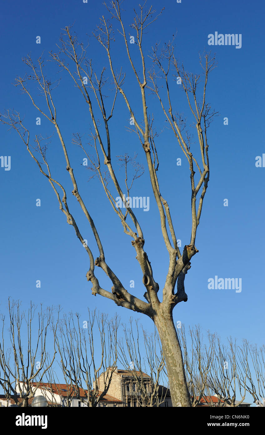 Pollarded plane tree hi-res stock photography and images - Alamy