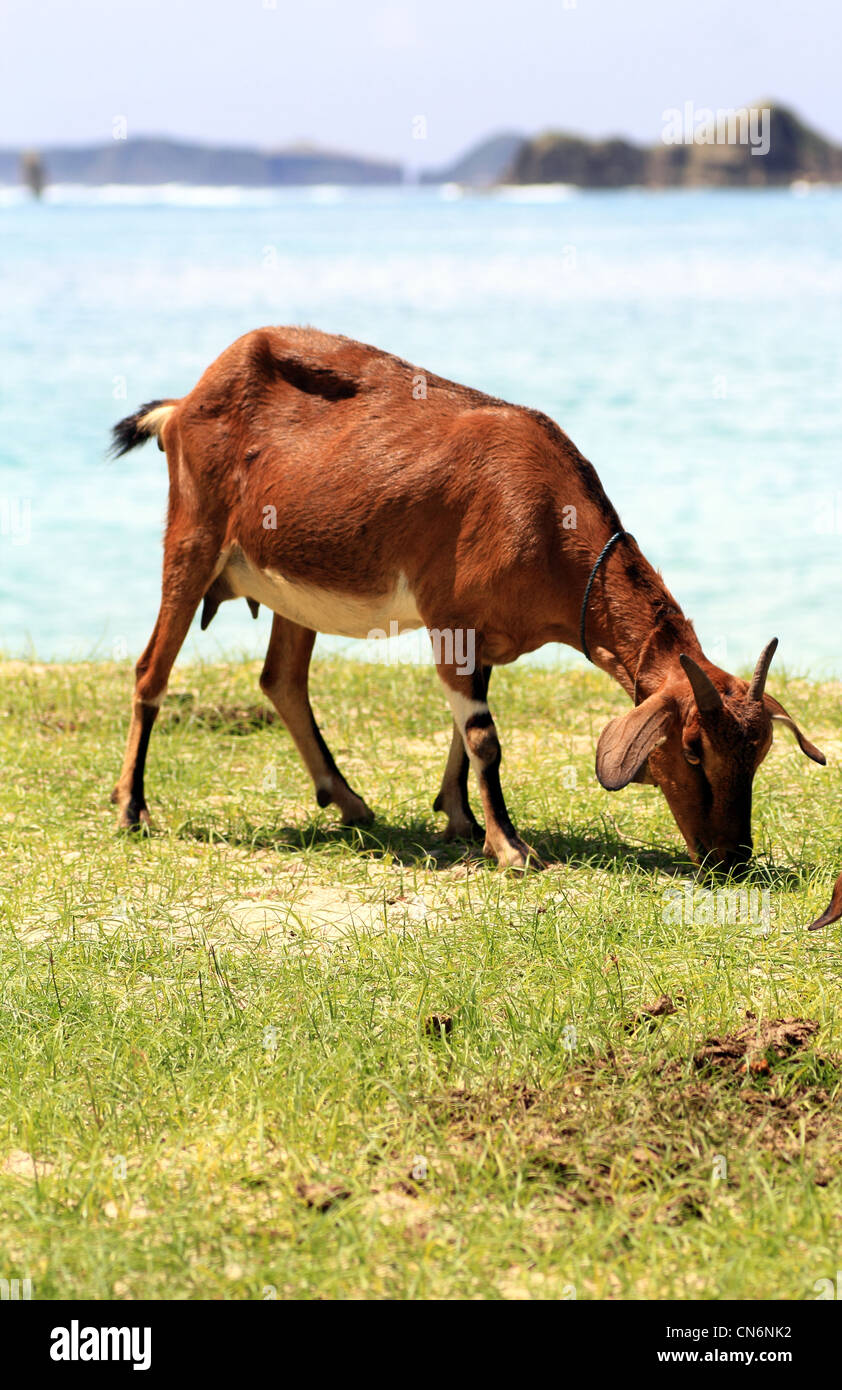 Goat in grass hi-res stock photography and images - Alamy