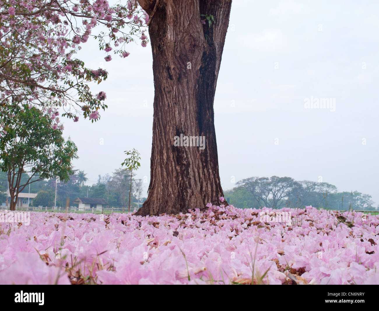 Pink trumpet tree blooming in countryside Stock Photo - Alamy