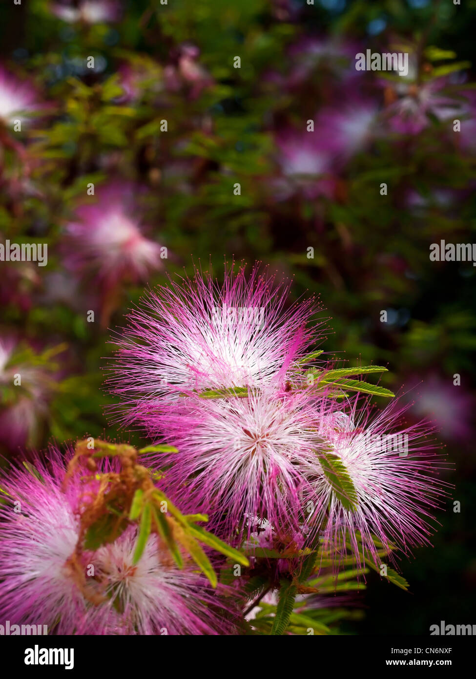 Pink powderpuff blooming like dream Stock Photo - Alamy